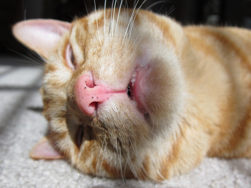 Freckles | Crazy Tabby